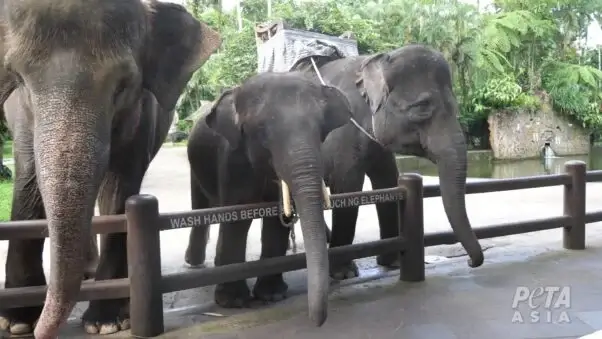 ¿Es ético montar elefantes en Bali? | PETA Latino
