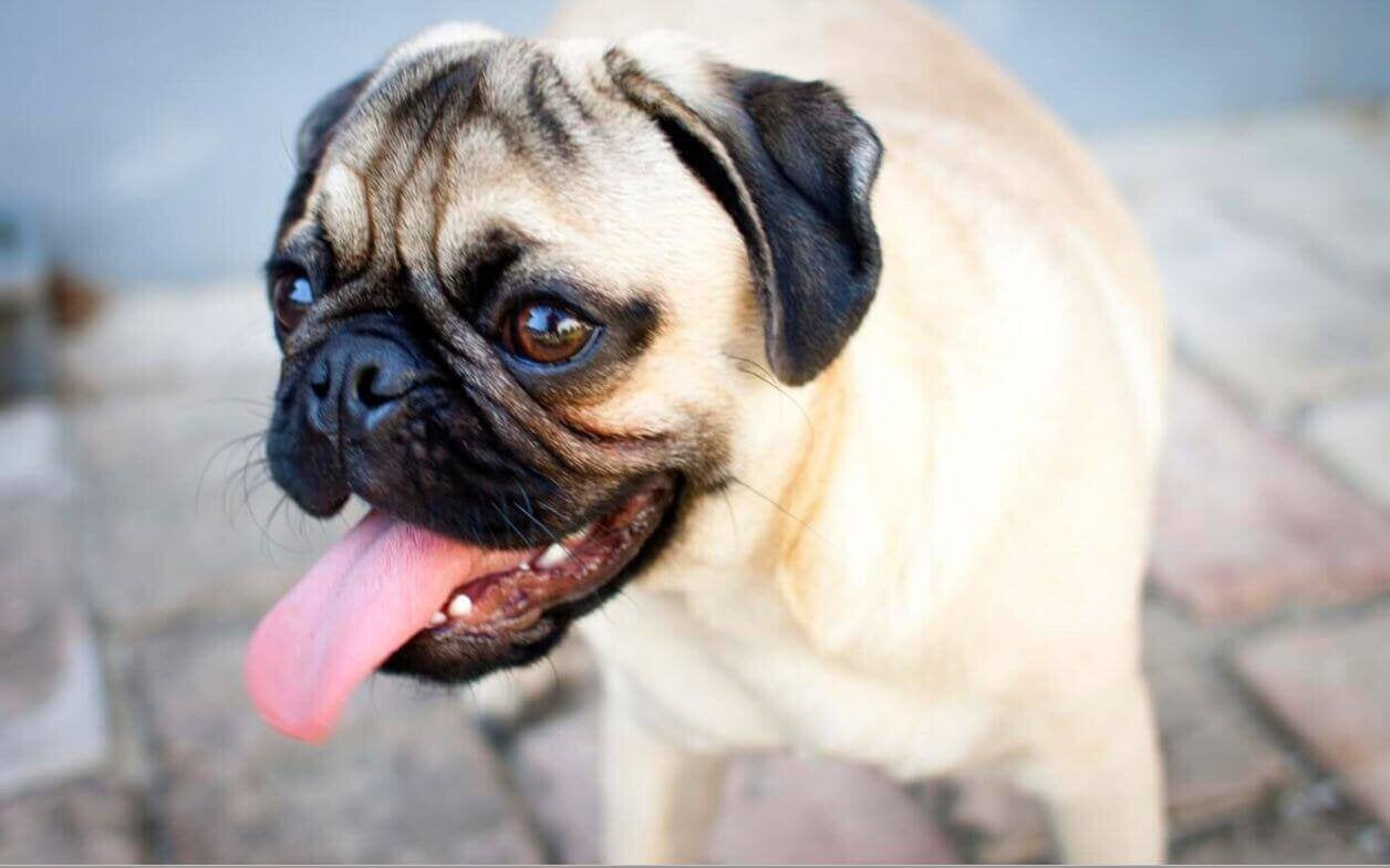 5 Razones Para Nunca Comprar Un Pug | PETA Latino
