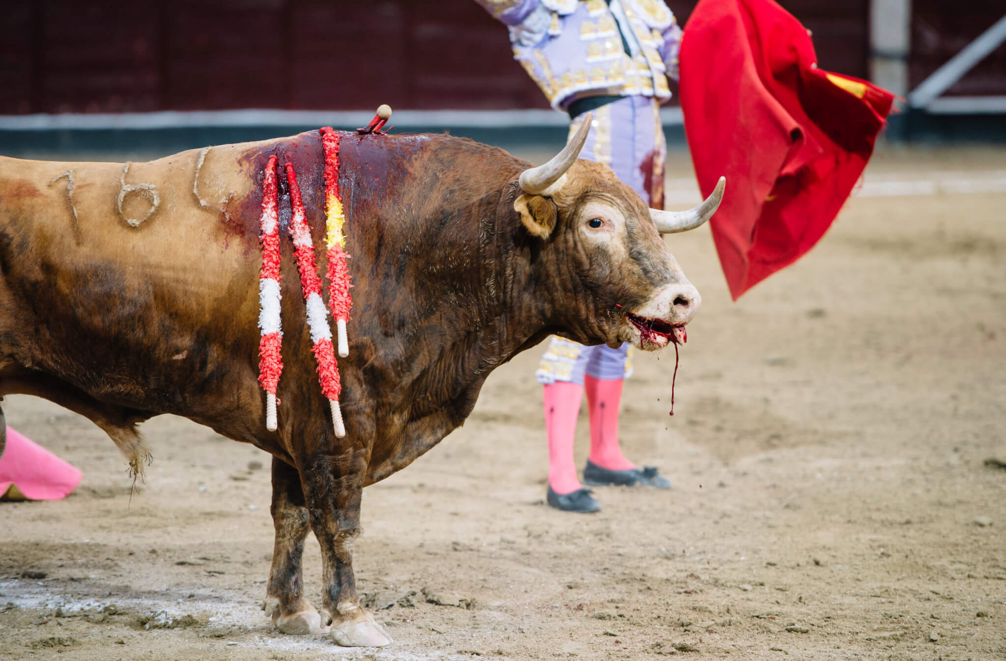 Mueren personas al derrumbarse gradas durante corrida de toros | PETA ...