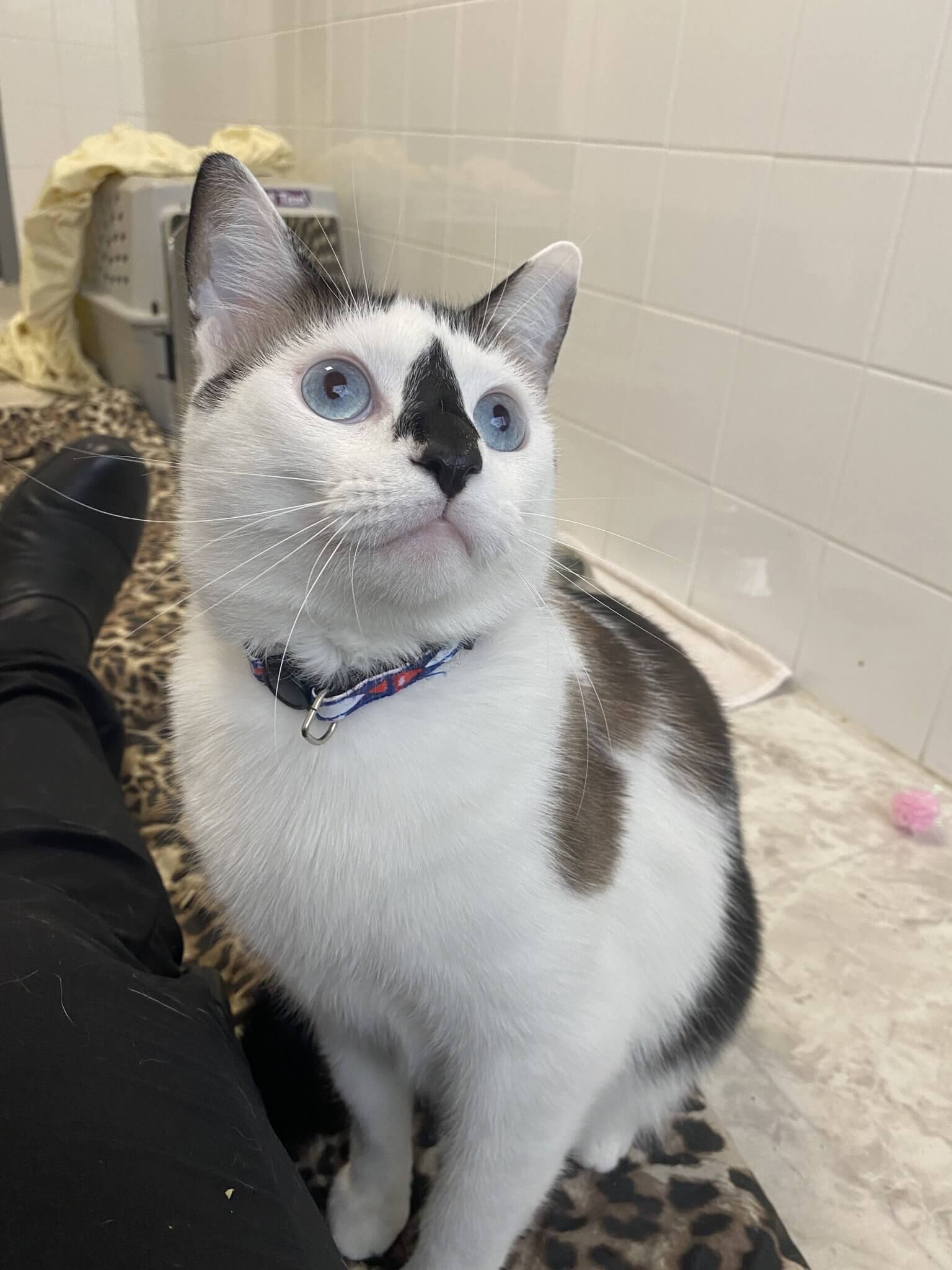 PETA Ayuda a un Gato Llamado Blue a Vencer la Depresión Posparto | PETA ...