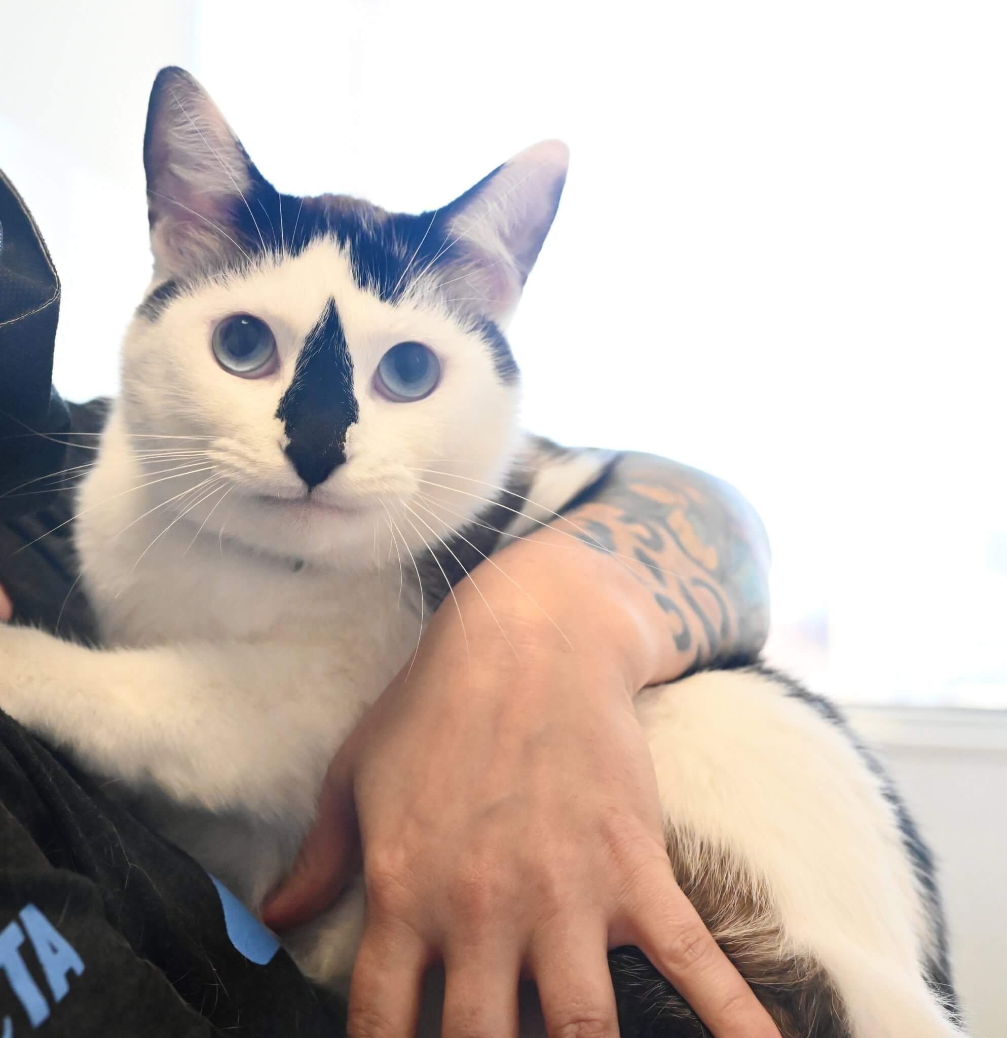 PETA Ayuda a un Gato Llamado Blue a Vencer la Depresión Posparto | PETA ...