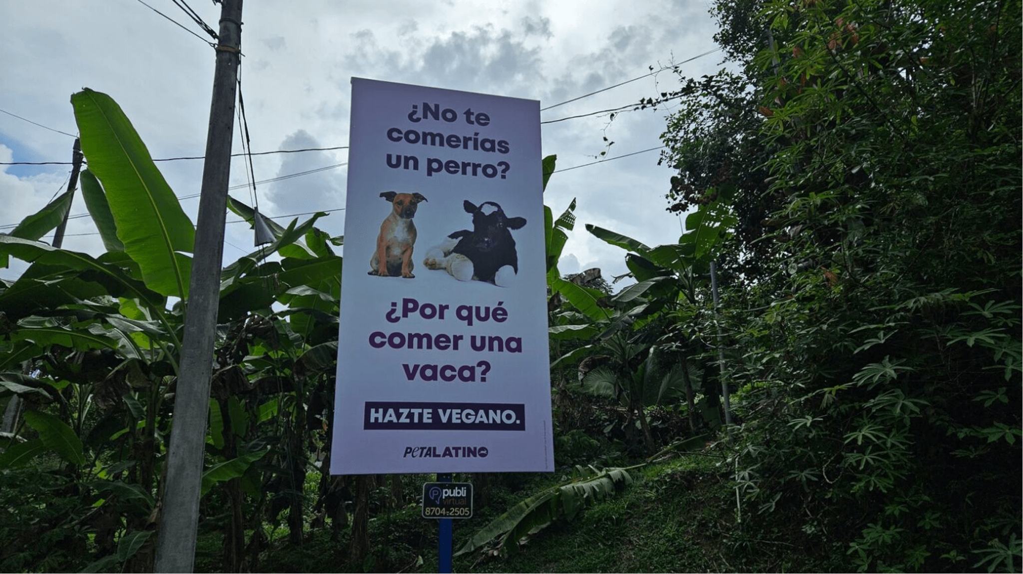 PETA Latino presenta 2 anuncios pro-veganos en Costa Rica | PETA Latino