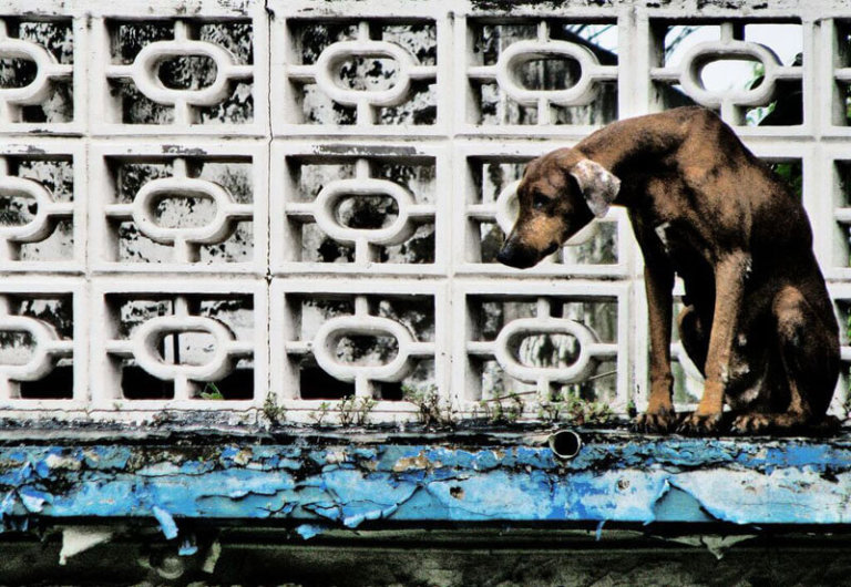 Sherlyn: perros sufren en las azoteas. Déjalos entrar | PETA Latino