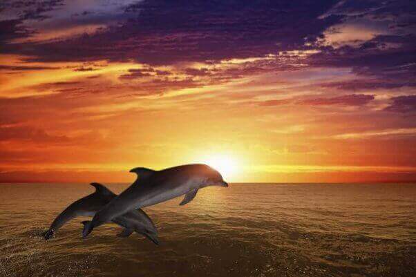 PETA dona $10.000 USD para apoyar el plan del National Aquarium para ...