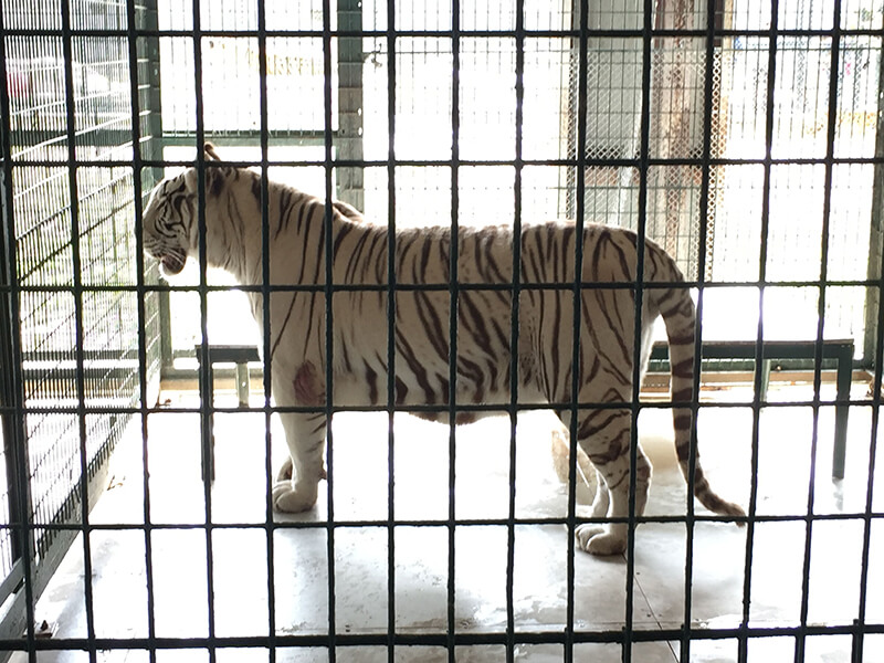 Los grandes felinos sufren para los expositores | PETA Latino