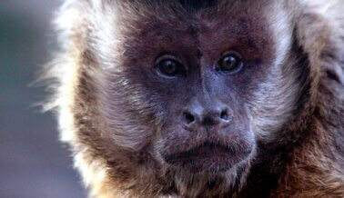 Brian Franzen los Animales no Pertenecen al Circo | PETA Latino