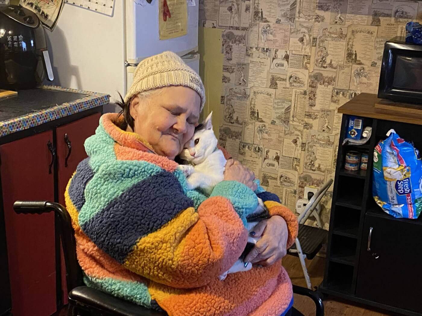 Construye un Gatio con la guía paso a paso de PETA | PETA Latino