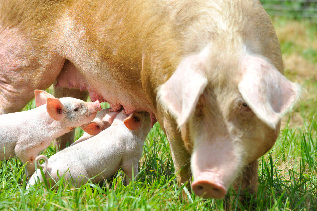 ¿Sabías Esto Sobre estas Madres Animales? | PETA Latino