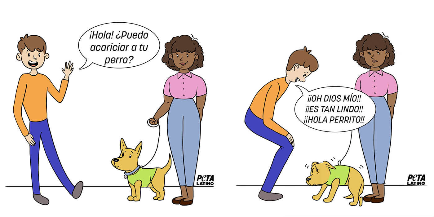 Qué hacer y qué evitar al saludar a un perro | PETA Latino