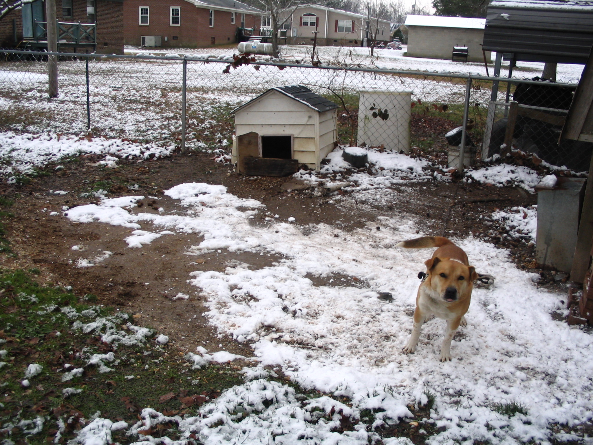 ¿Por qué quieres ver a tu perro sufrir en la azotea? | PETA Latino