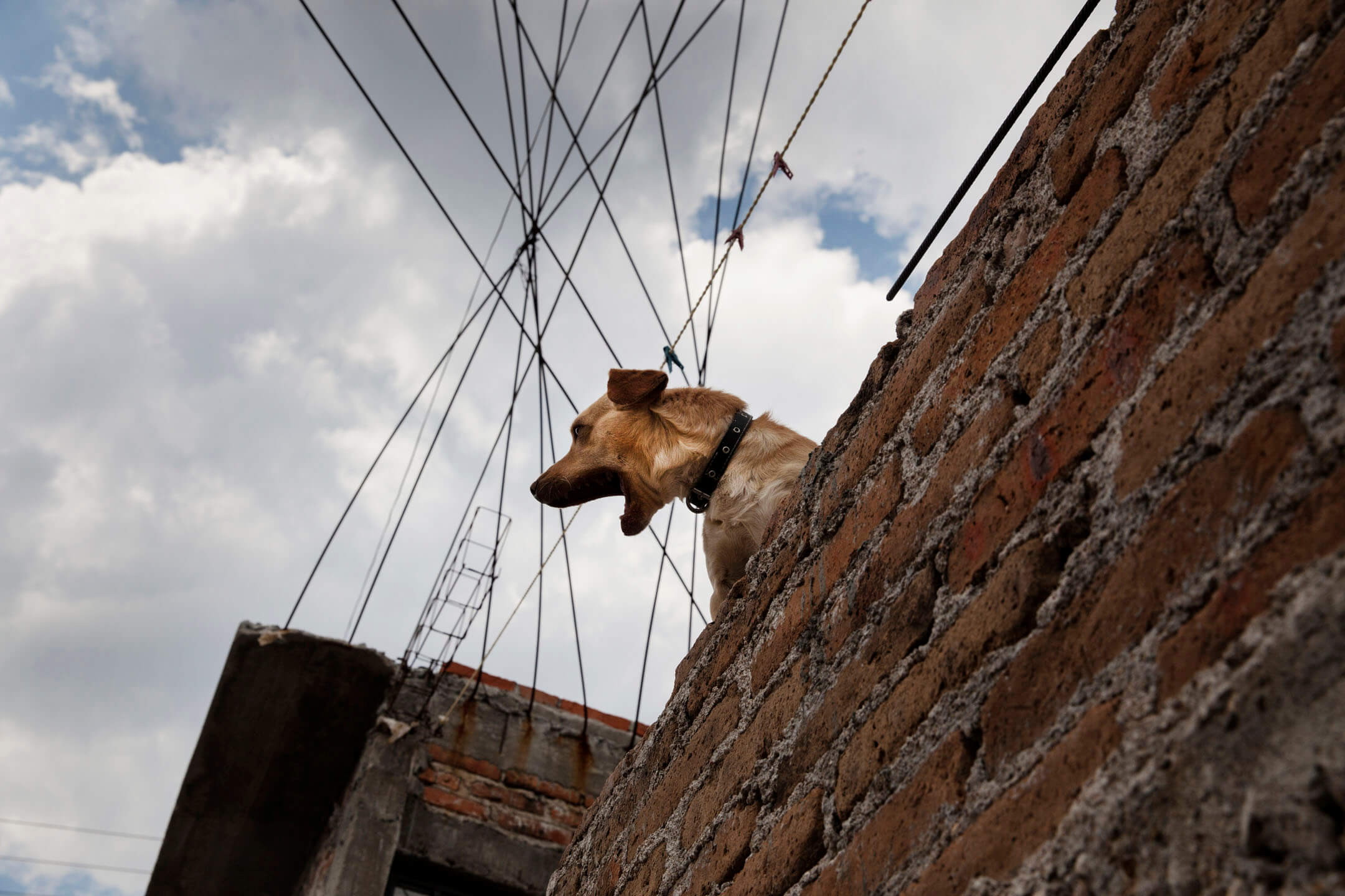 Soledad, Aburrimiento, Insolación y Hambre: Así Viven los Perros ...