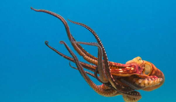 Eurovisión 2022 presenta el primer anuncio innovador contra la carne ...