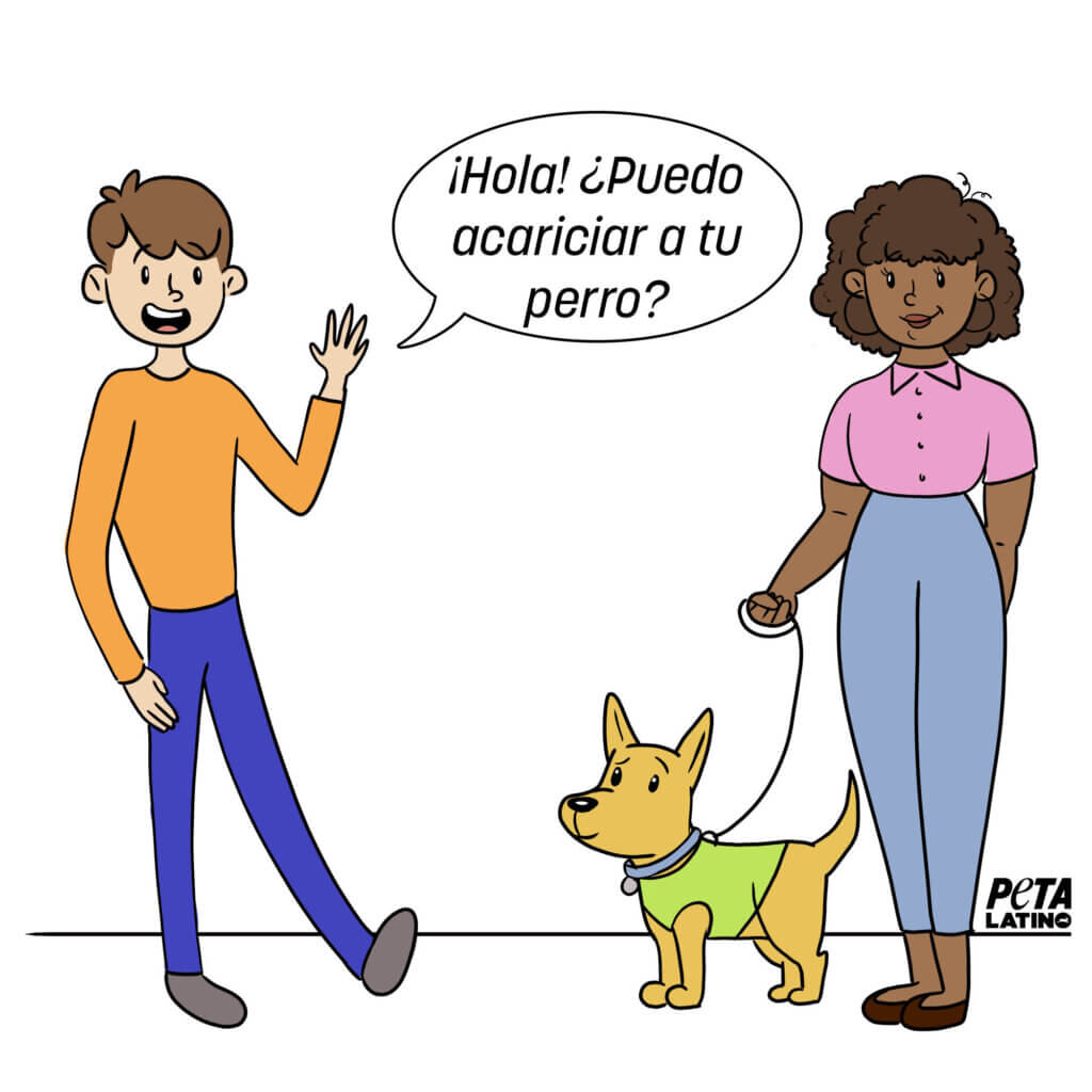 Qué hacer y qué evitar al saludar a un perro | PETA Latino