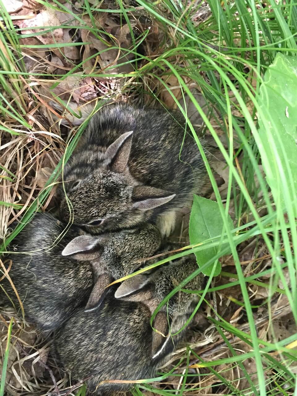 Cómo ser considerado con los animales en tu jardín | PETA Latino