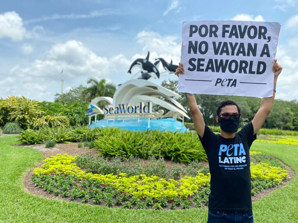 ¿Tienes información sobre el maltrato en SeaWorld? Díselo a PETA | PETA ...