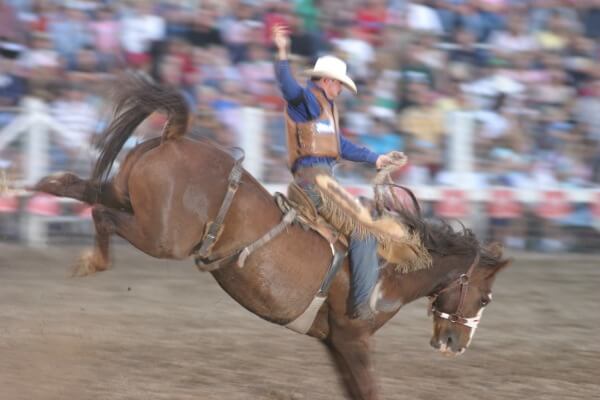 Los Rodeos - About - PETA Latino