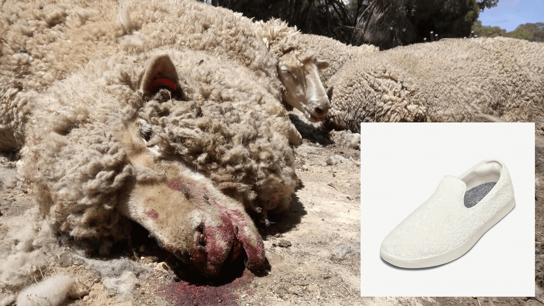 Allbirds astá totalmente equivocada, ¡instala a que deje de usar lana YA!