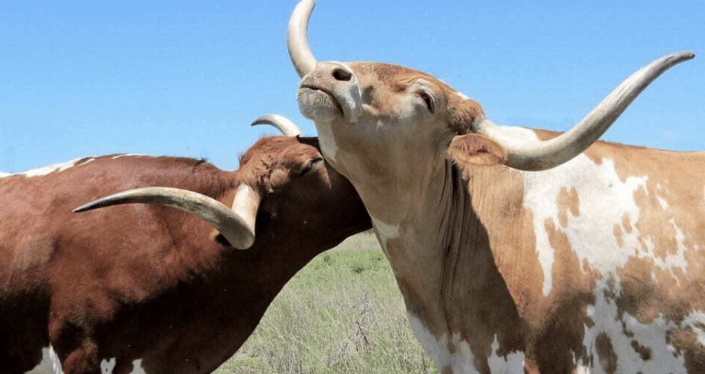 Los toros se enamoran, para ellos la familia es lo primero | PETA Latino