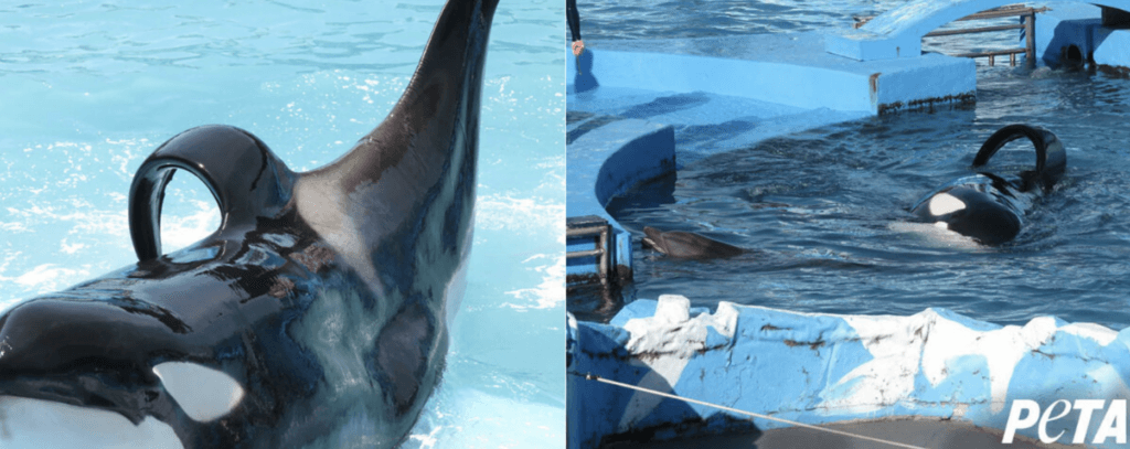 Kshamenk: Encerrada en Mundo Marino por 30 años | PETA Latino