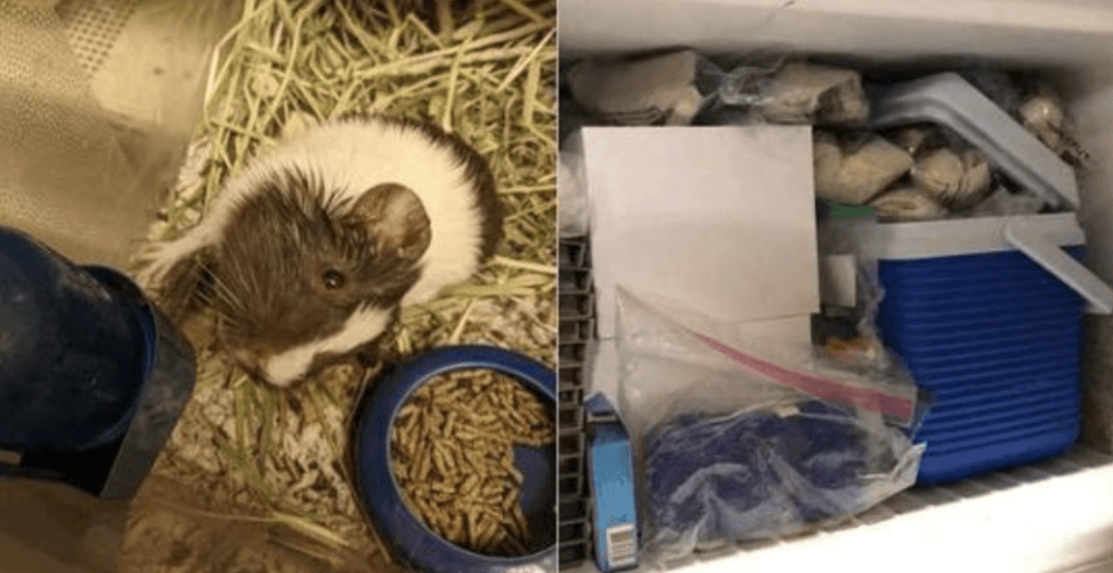 7 citas impactantes informadas por empleados de PetSmart: ‘demasiado ...