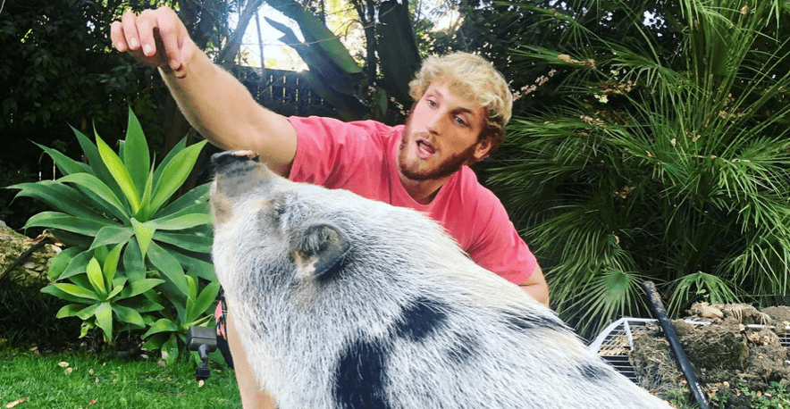 La cerda Pearl nos recuerda que los animales son un compromiso | PETA ...