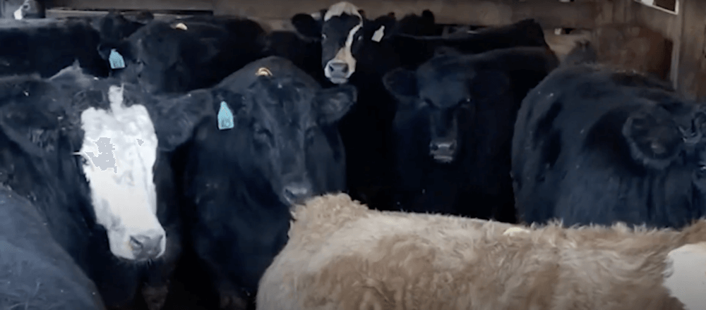 Vídeo: Condiciones al Descubierto en J. W. Treuth & Sons | PETA Latino