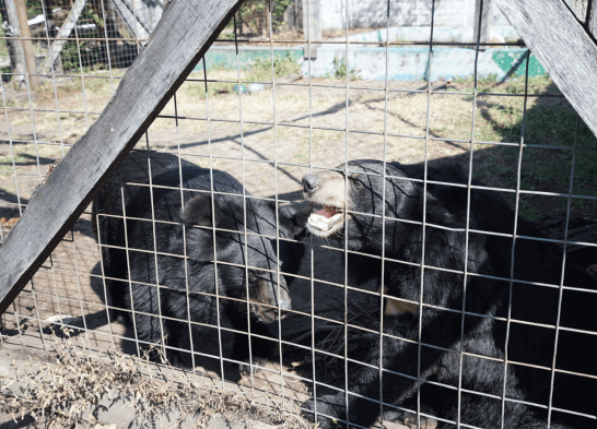 PETA Rescata a 65 Animales de Tri-State Zoological Park | PETA Latino