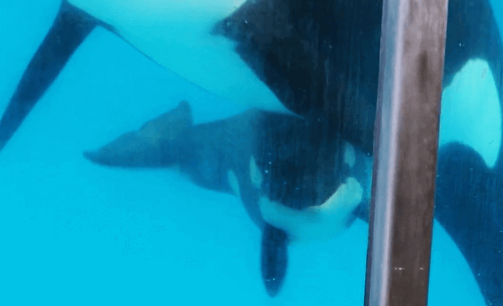 Kyara, hija de Takara y la última orca en nacer en SeaWorld, ha muerto ...