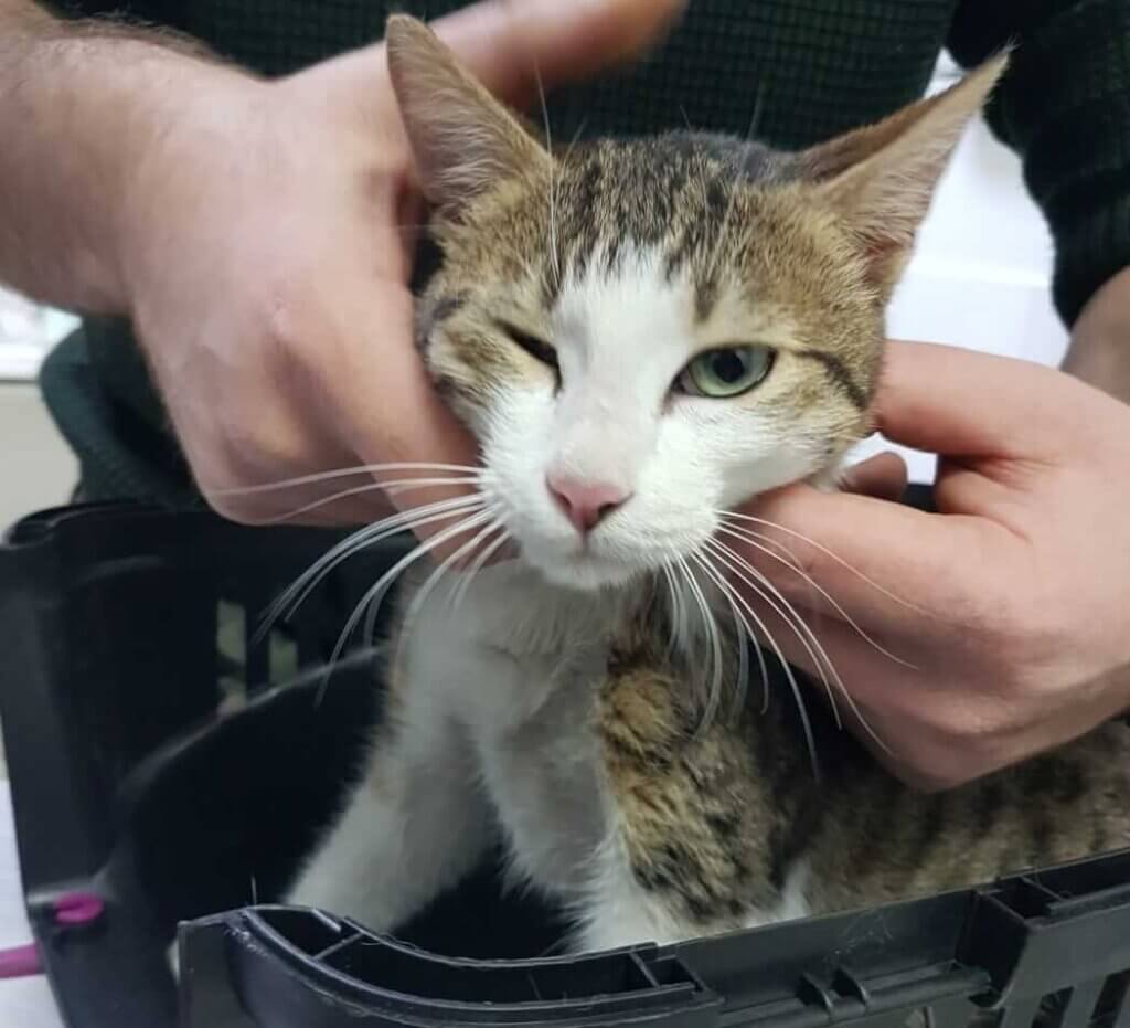Cómo ayudar a los animales en Siria, Turquía | PETA Latino