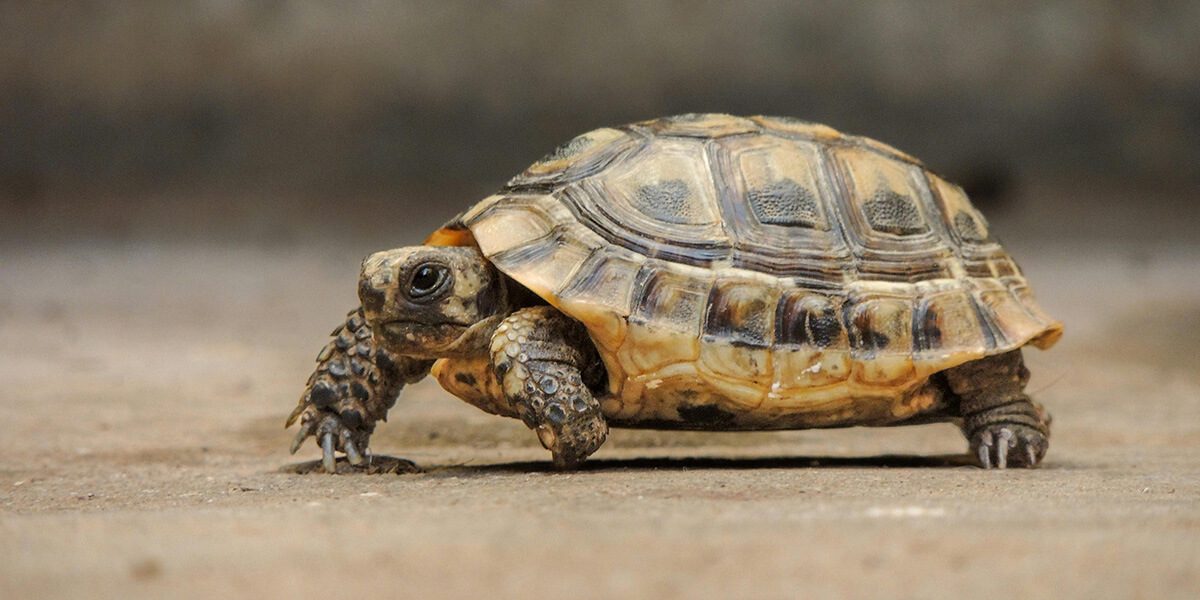 5 maneras de ayudar a una tortuga a cruzar la carretera - Entradas ...