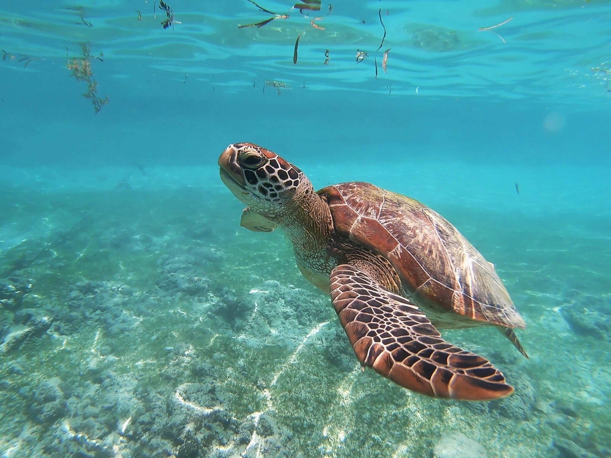 En Miami: “Expulsan” de la playa a una tortuga | PETA Latino