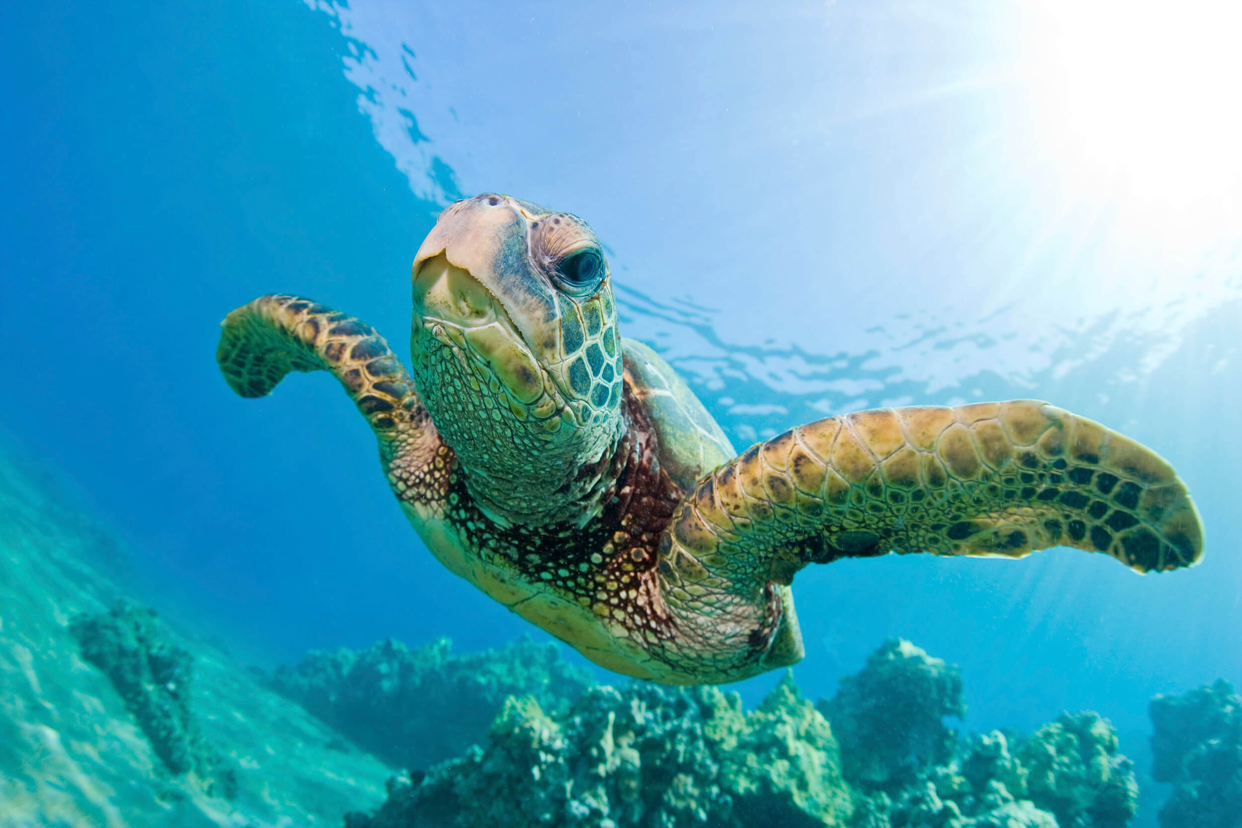 Video: Esta tortuga herida te hará pensar muy bien en el plástico ...