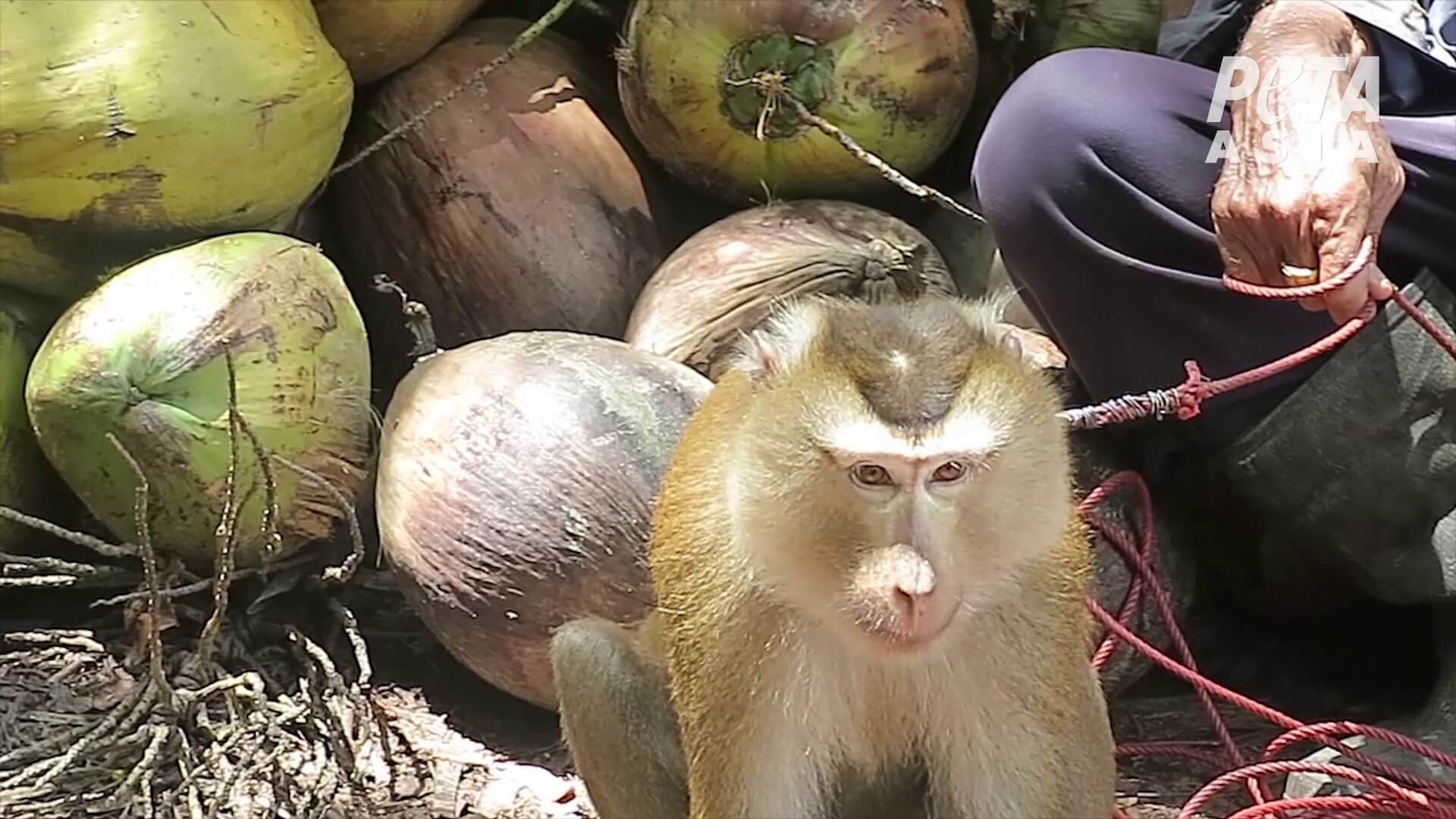Monos Maltratados por Leche de Coco | PETA Latino