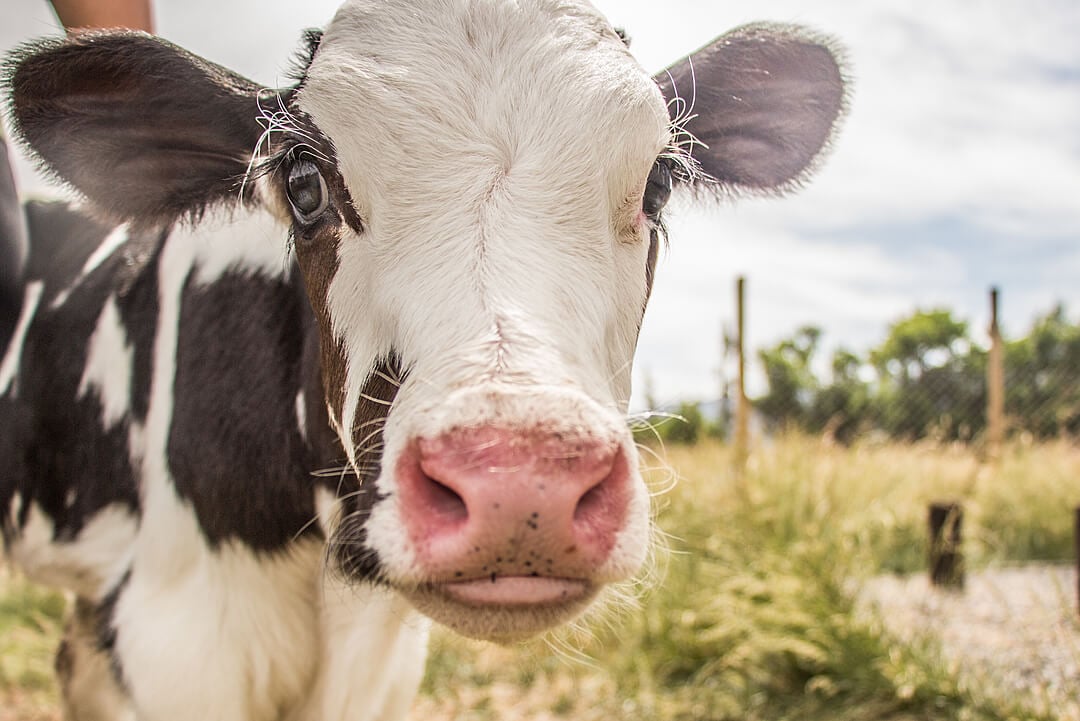 Cada animal es alguien: cómo ser compasivo con todos | PETA Latino