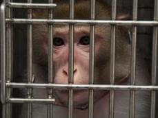 Empresas Que Están Experimentando en Animales Ahora Mismo - PETA Latino