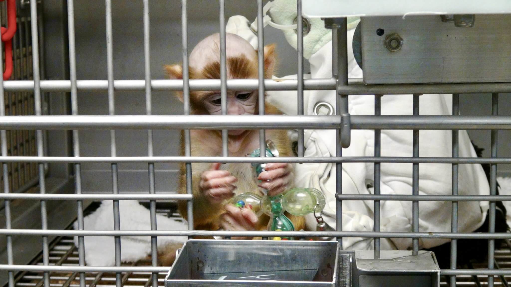 Caos y crueldad dentro del laboratorio de Margaret Livingstone en Harvard | PETA Latino