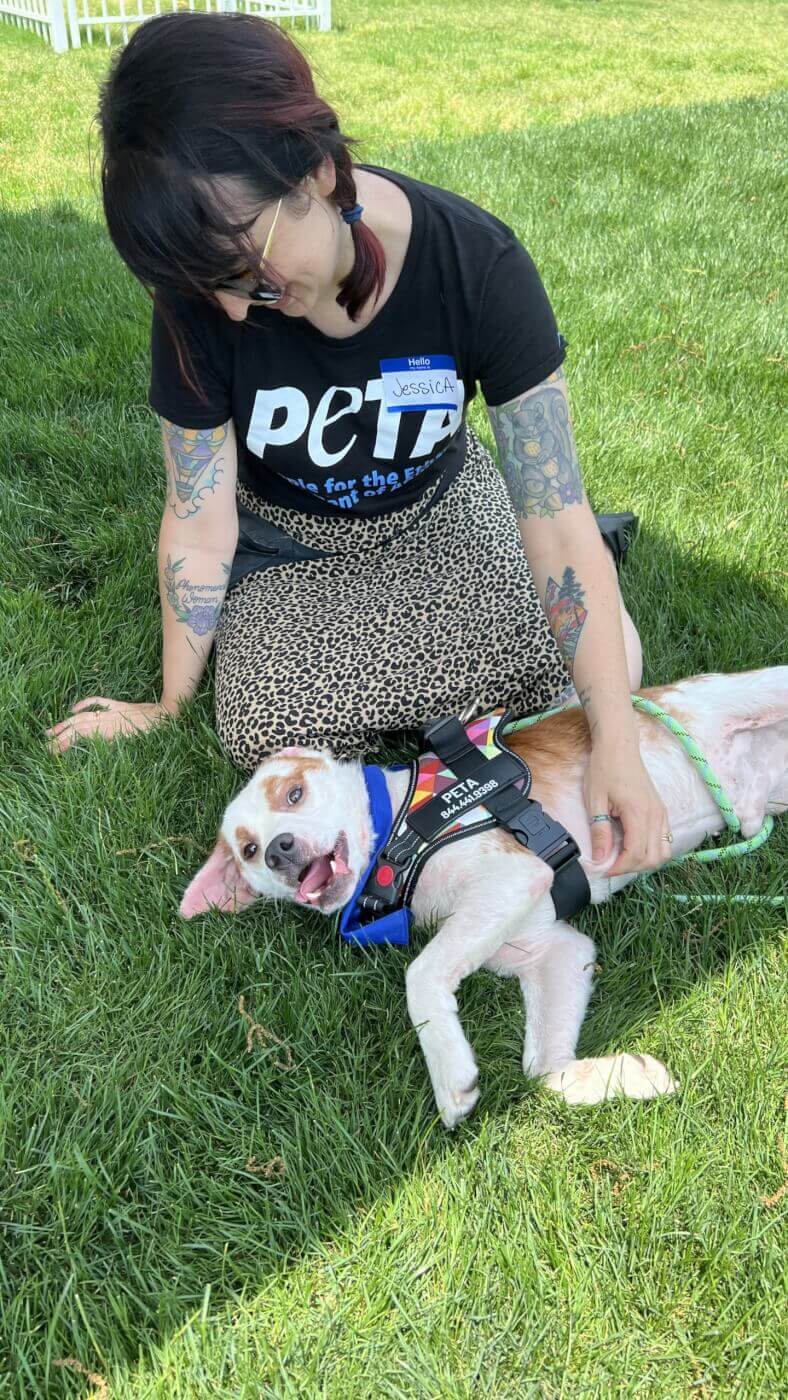 Trabajadores de Campo de PETA Ayudan a los Animales a Superar el Calor ...