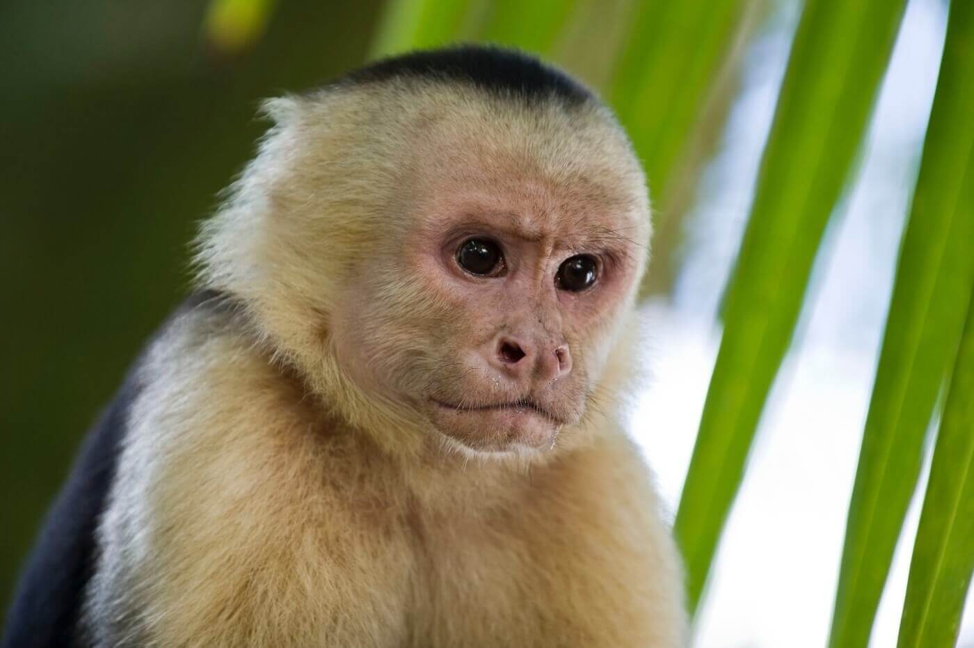 Agencia federal rescinde licencia del ‘encantador de monos’ vinculado a ...