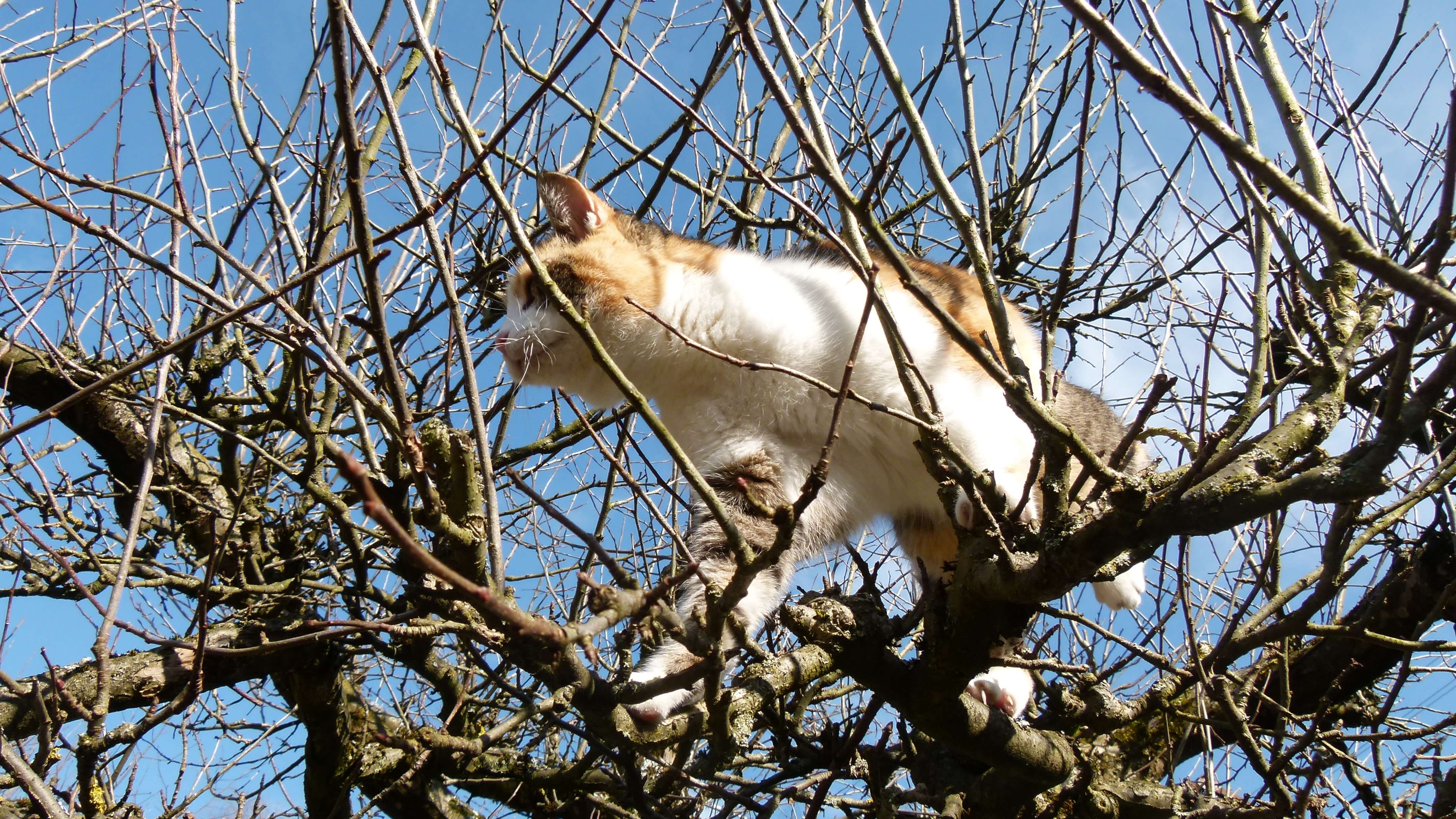 Hace falta todo un pueblo para salvar a un gato atrapado en un árbol ...