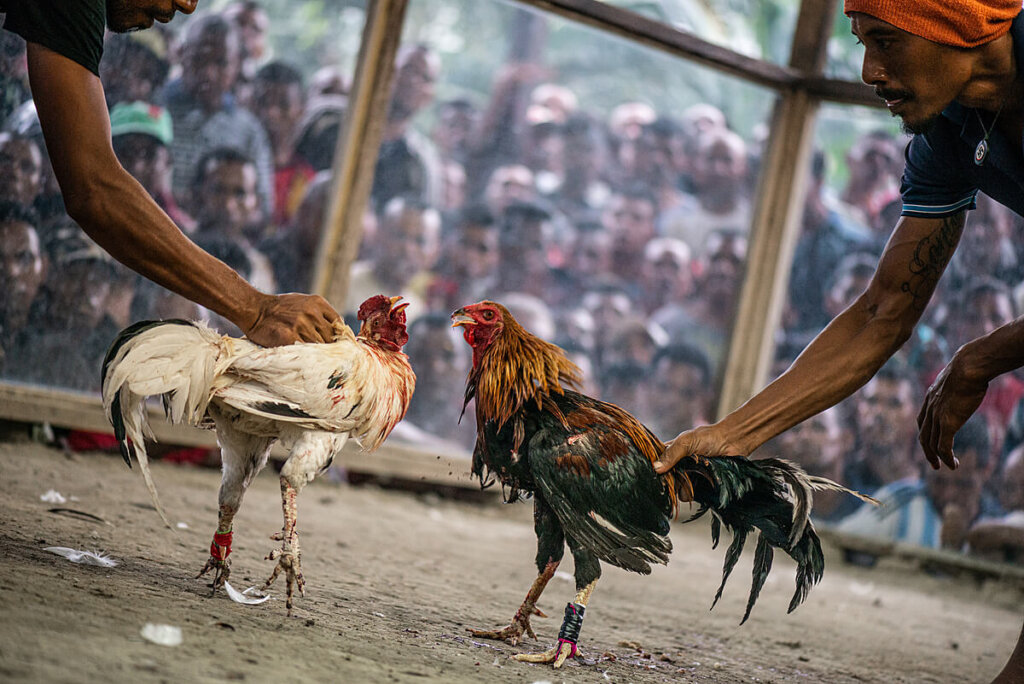 Por qué nunca debes ir a una pelea de gallos | PETA Latino