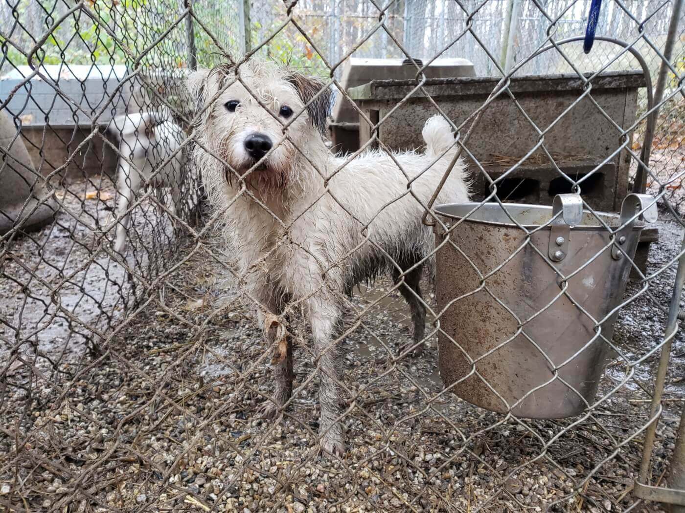 VIDEO: De JRT a TQM: Perros rescatados listos para ser adoptados | PETA ...
