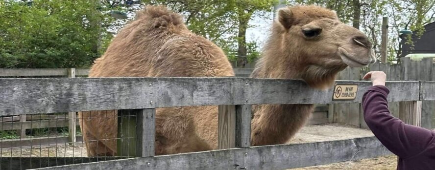 Haz Algo - PETA Latino