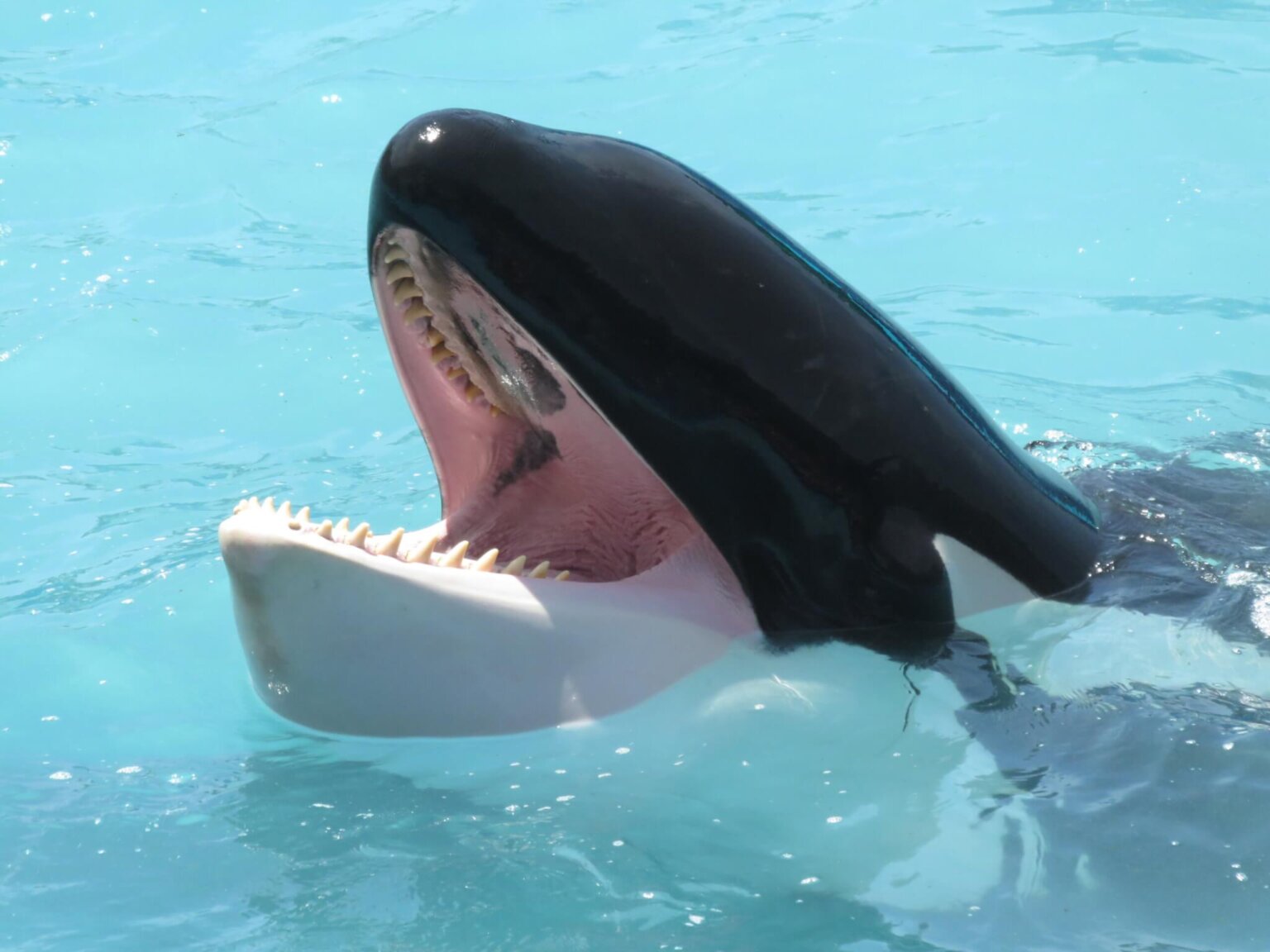 Kshamenk: Encerrada en Mundo Marino por 30 años | PETA Latino