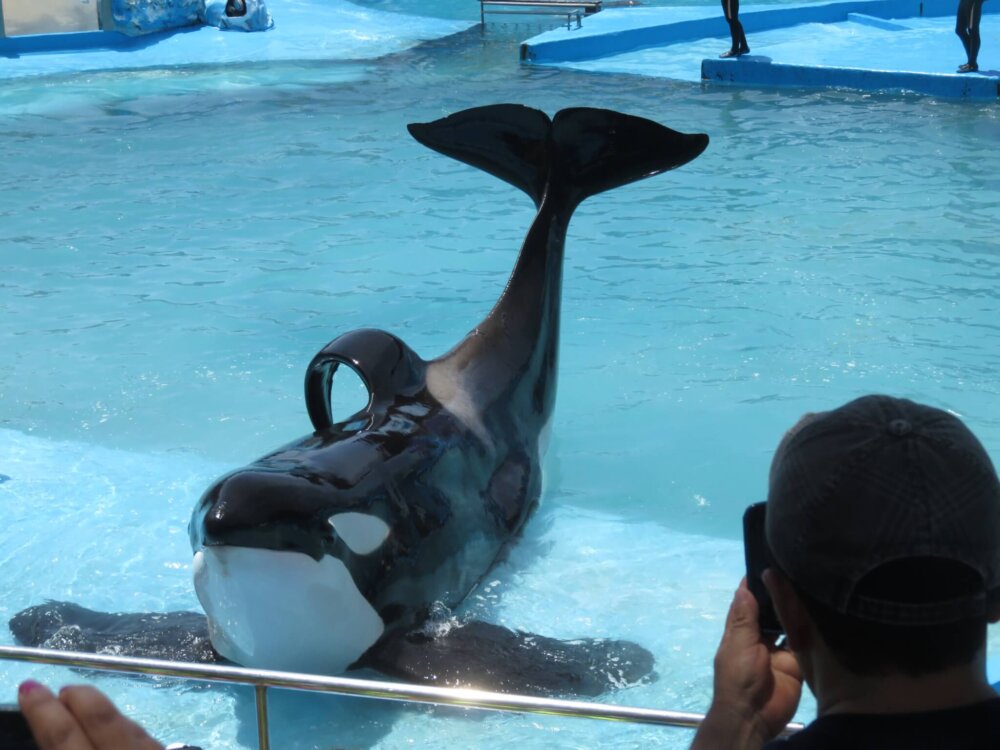 Kshamenk: Encerrada en Mundo Marino por 30 años | PETA Latino