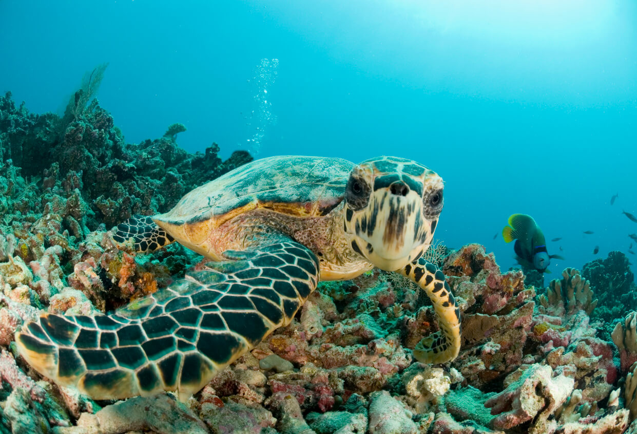 Mira cómo las tortugas marinas se orientan sin usar Google Maps | PETA ...