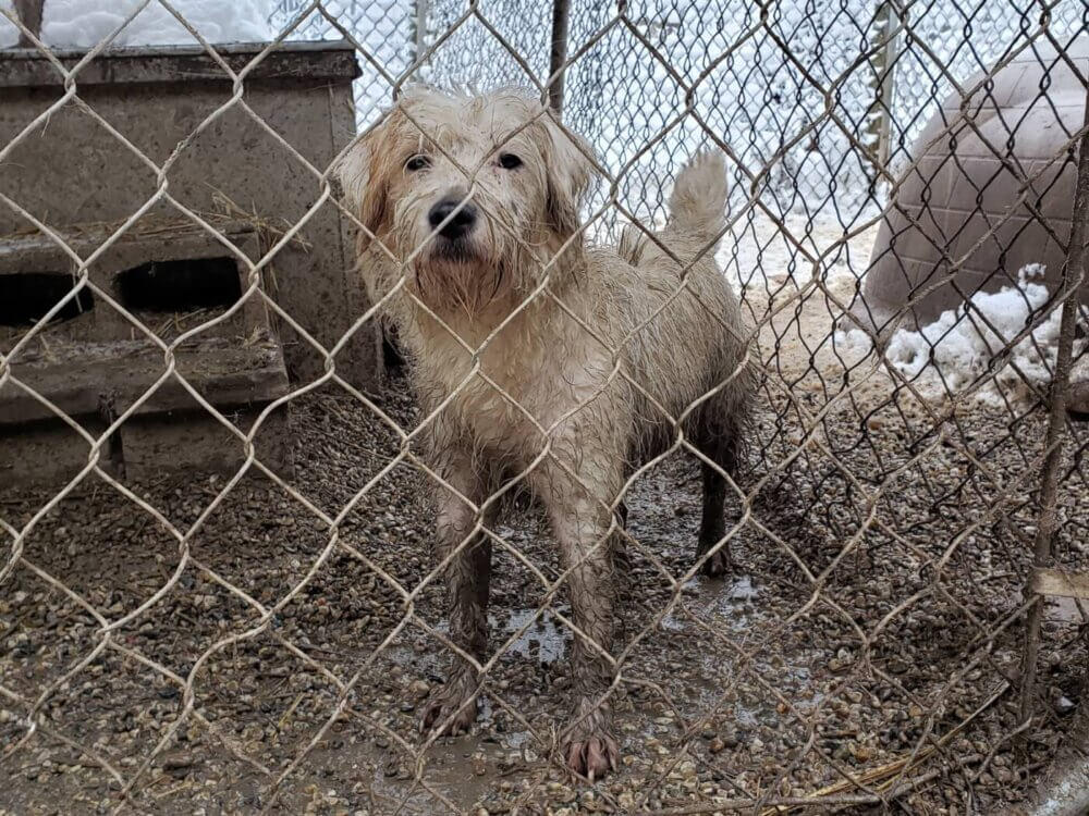 VIDEO: De JRT a TQM: Perros rescatados listos para ser adoptados | PETA ...