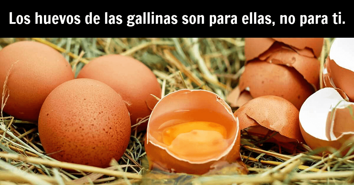 5 razones por las cuales comer huevos de 'gallina de patio' es ...