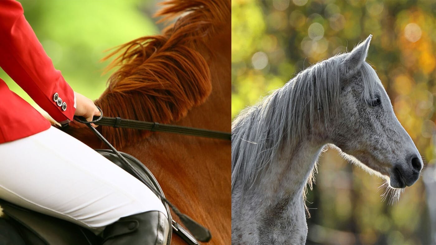 ¿El corte de bigotes es cruel para los caballos? | PETA Latino