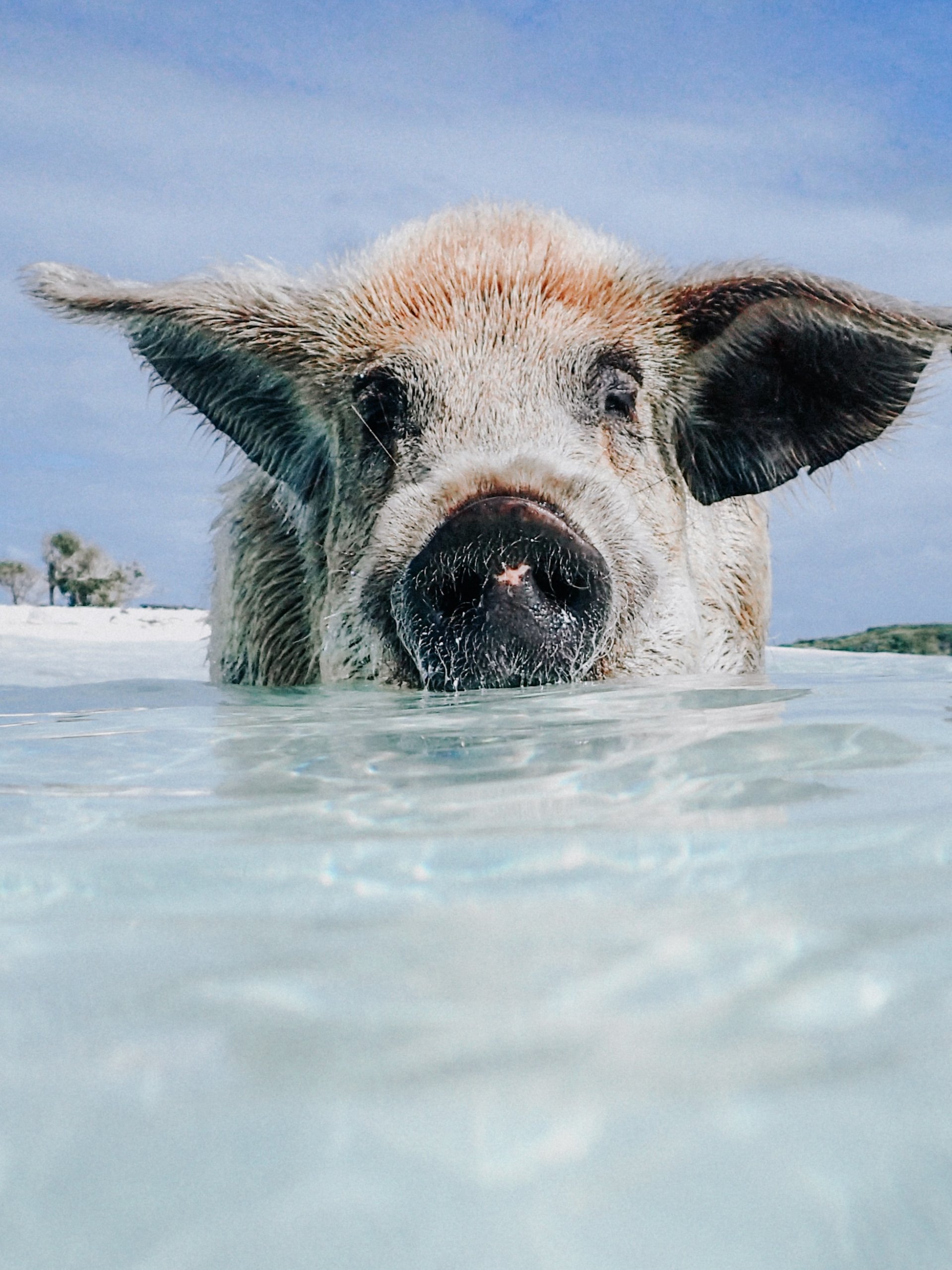 Por qué no deberías visitar ‘Pig Beach’, JAMÁS | PETA Latino