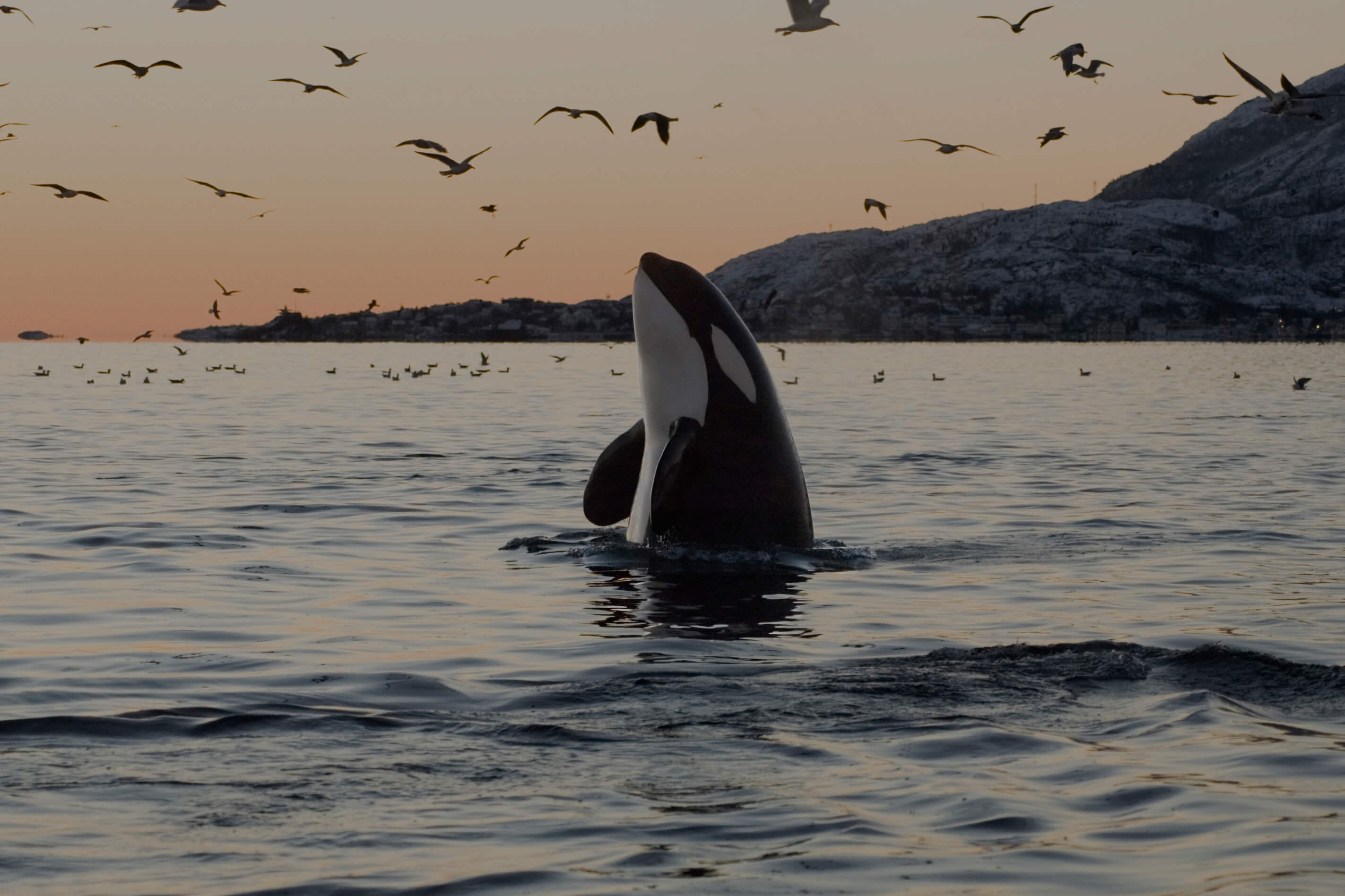 ¡Victoria! United Airlines Deja de Vender Tickets para SeaWorld | PETA